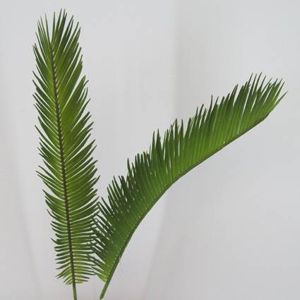 Decorative palm leaves store